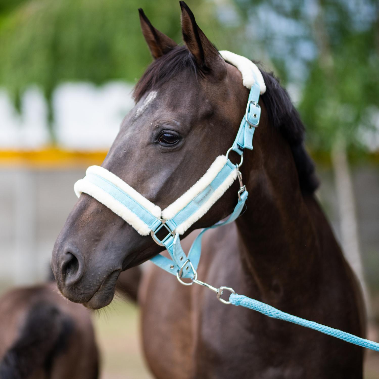 Kantar HE Glossy błękitny \ Pony | Dla konia \ Kantary i uwiązy ...